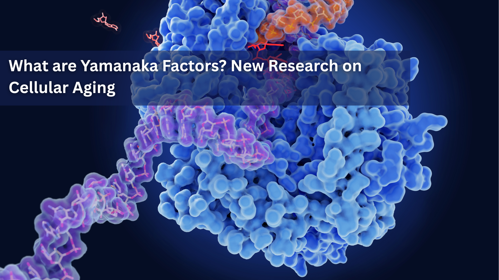 Partial Epigenetic Reprogramming Using Yamanaka Factors: Reversing the ...