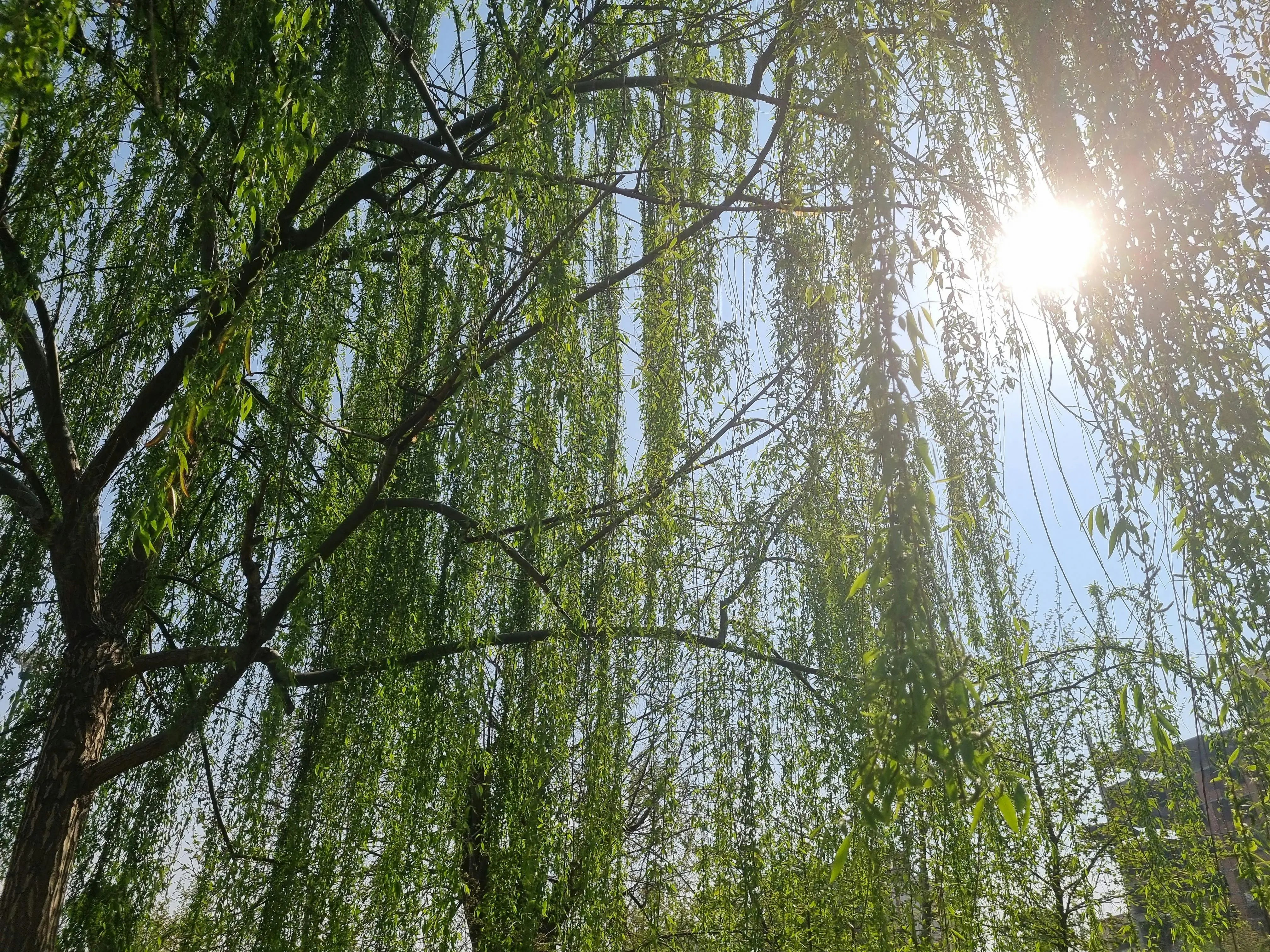 Aspirin vs White Willow Bark: What’s The Difference? - Dr. Clark Store